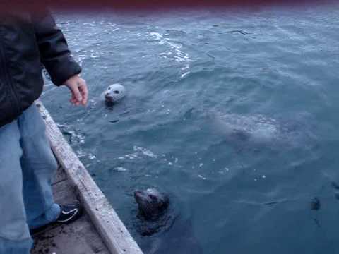 Dando comida pra foca! - YouTube