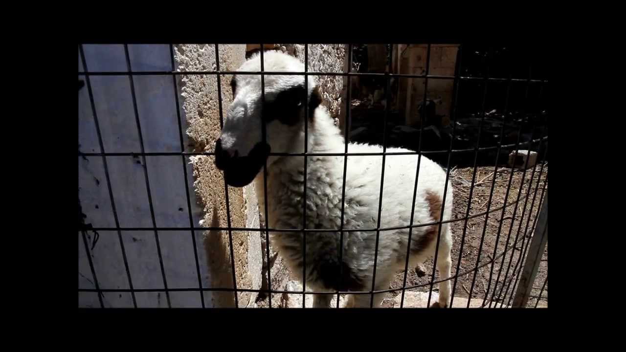 Sheep says Fart - YouTube