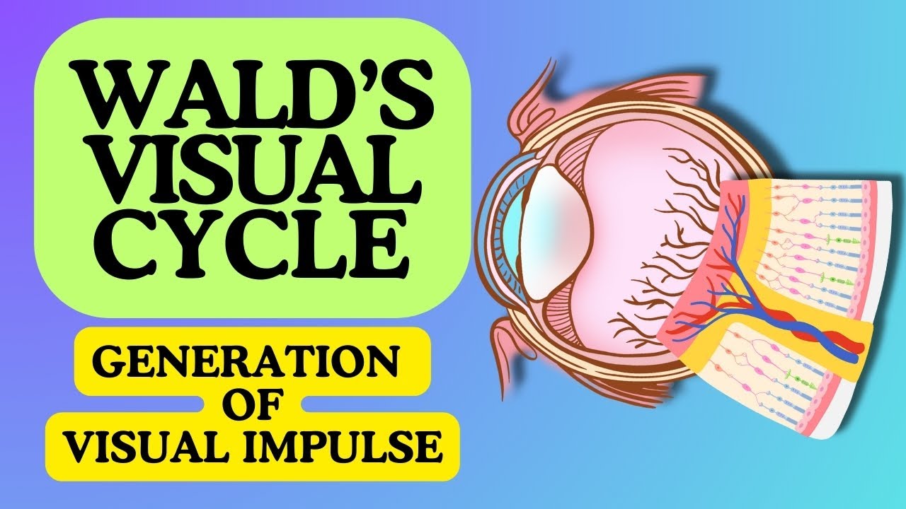 Wald's visual cycle animation #Biochemistry | Visual impulse animation ...