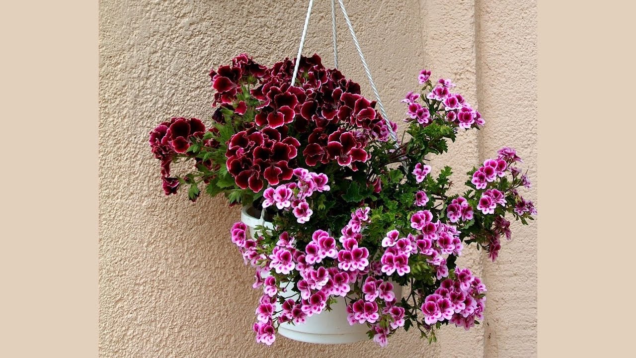Beautiful Hanging Flower Pots 🌼 - YouTube