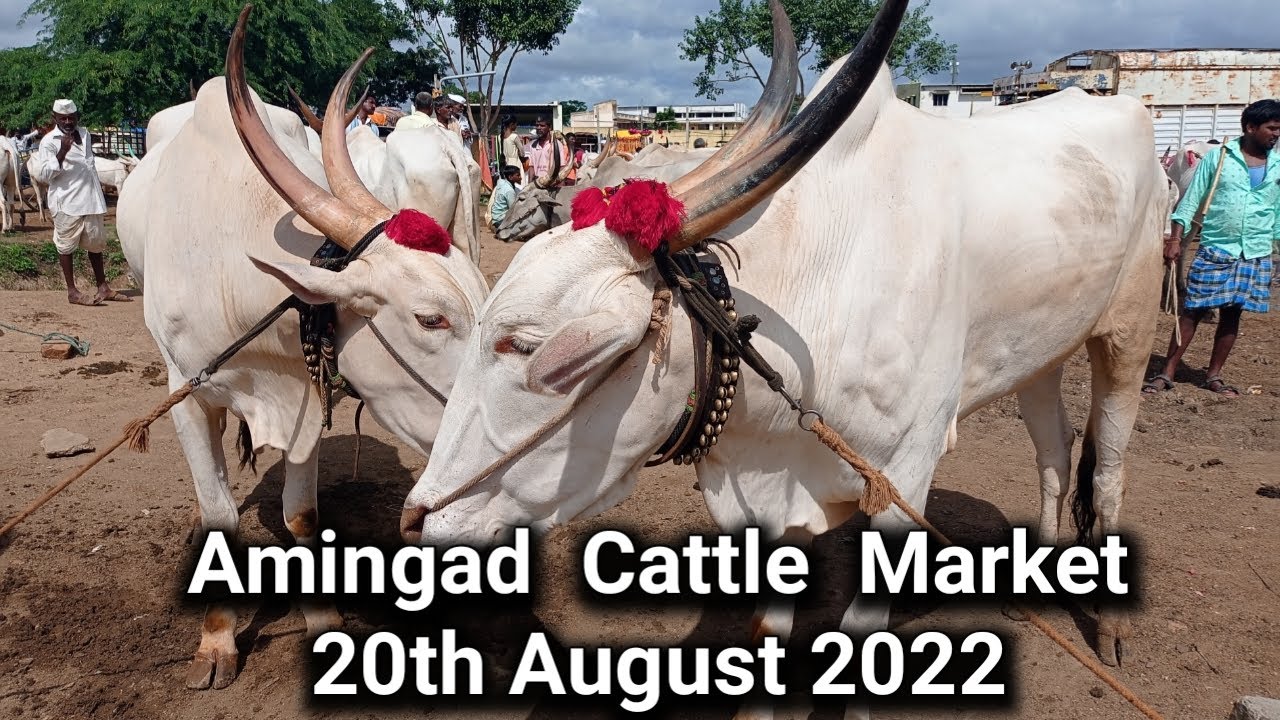 Episode -19 | Amingad Cattle Market, Bagalkot, Karnataka, India 20th ...