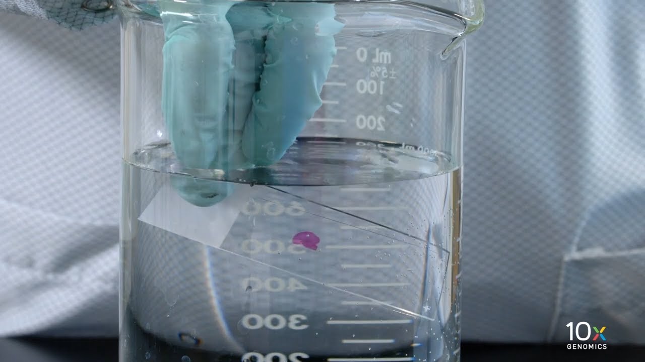 Visium CytAssist Deparaffinization H&E Staining Demonstrated Protocol ...