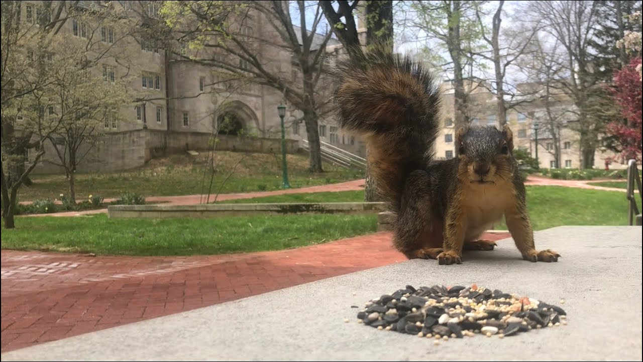 TV FOR CATS! 🐿️ Indiana University squirrel - YouTube