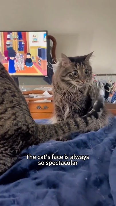 What happened?Cat’s face is is so funny.#cat #funnytime #funnyvideo # ...
