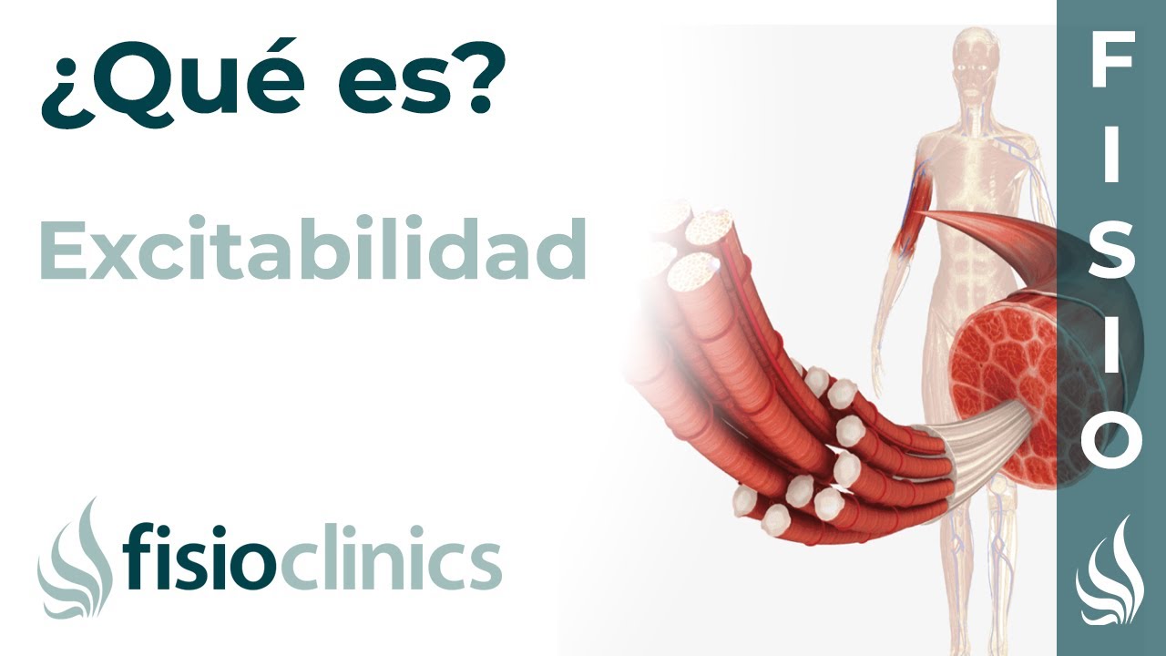 EXCITABILIDAD | Qué es, cómo se produce, que pasa cuándo el músculo no ...