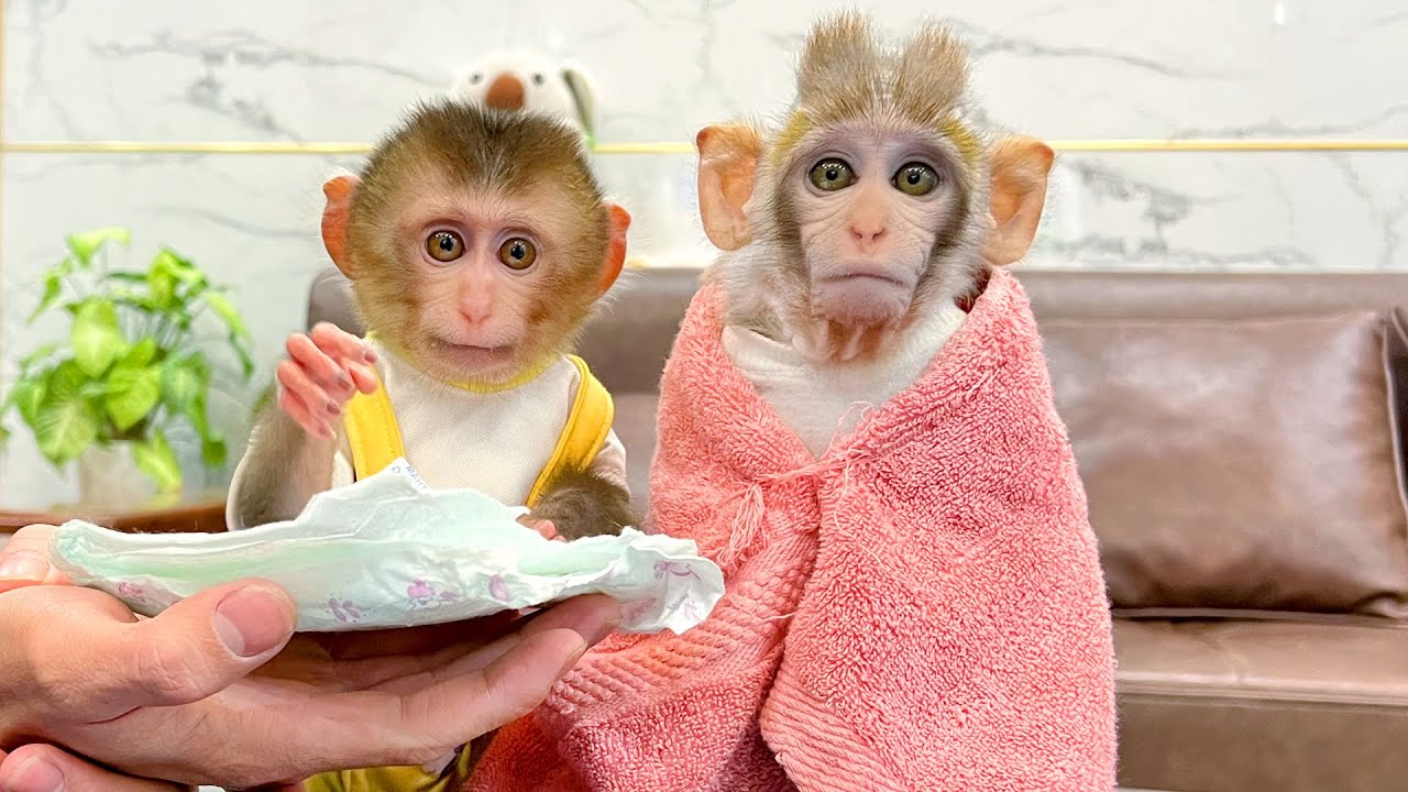 Super Smart Monkey Mon Knows How To Get Diapers And Call Kaka To Find ...
