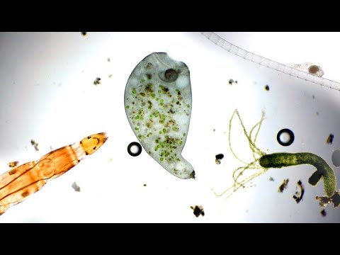 L’EAU AU MICROSCOPE - YouTube