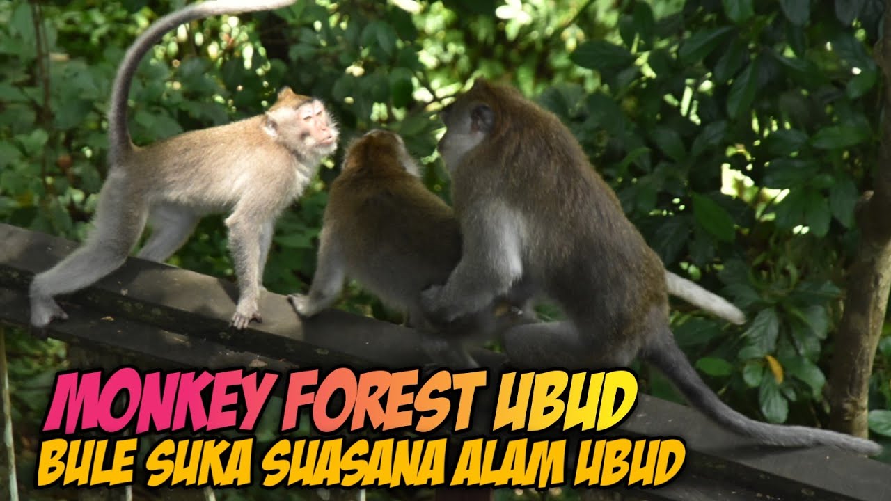 suasana monkey forest ubud , tamu luar negeri sangat menyukai tempat ...