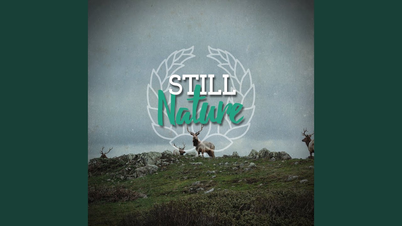 Brook Chatter - YouTube