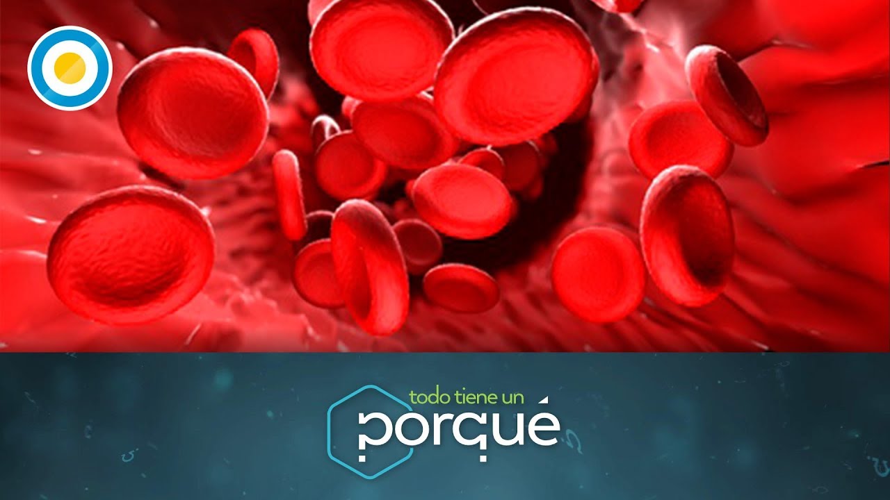 ¿Por qué la sangre es roja? (2 de 3) - Todo tiene un porqué - YouTube
