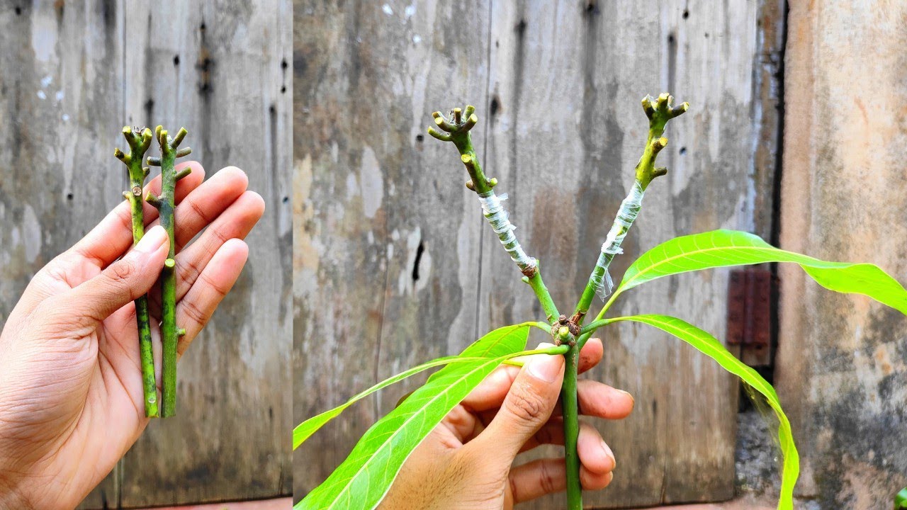 2 Different mango varieties Grafting on one plant | how to graft mango ...