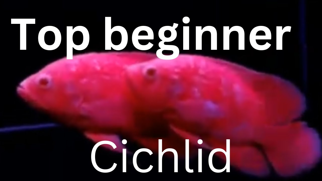 beginner friendly cichlids - YouTube