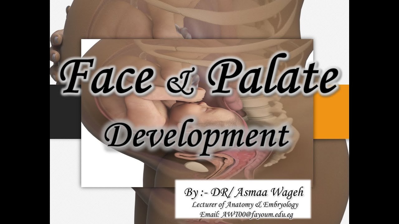 2 Face and palate development - YouTube