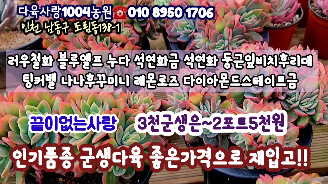 다육사랑1004농원 사이즈좋은 인기품종 군생 좋은가격으로 재입고3천다육은2포트5천다육쇼핑 Youtube