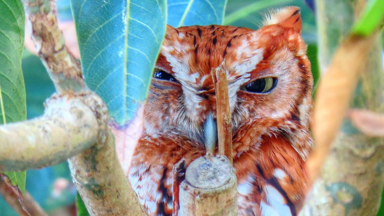 Eastern Screech Owl Red