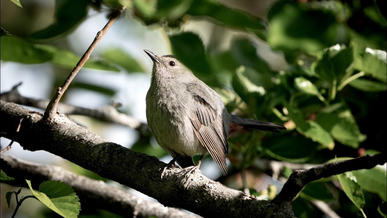 The Gray Catbird! It really does sound like a cat! #catbird # ...