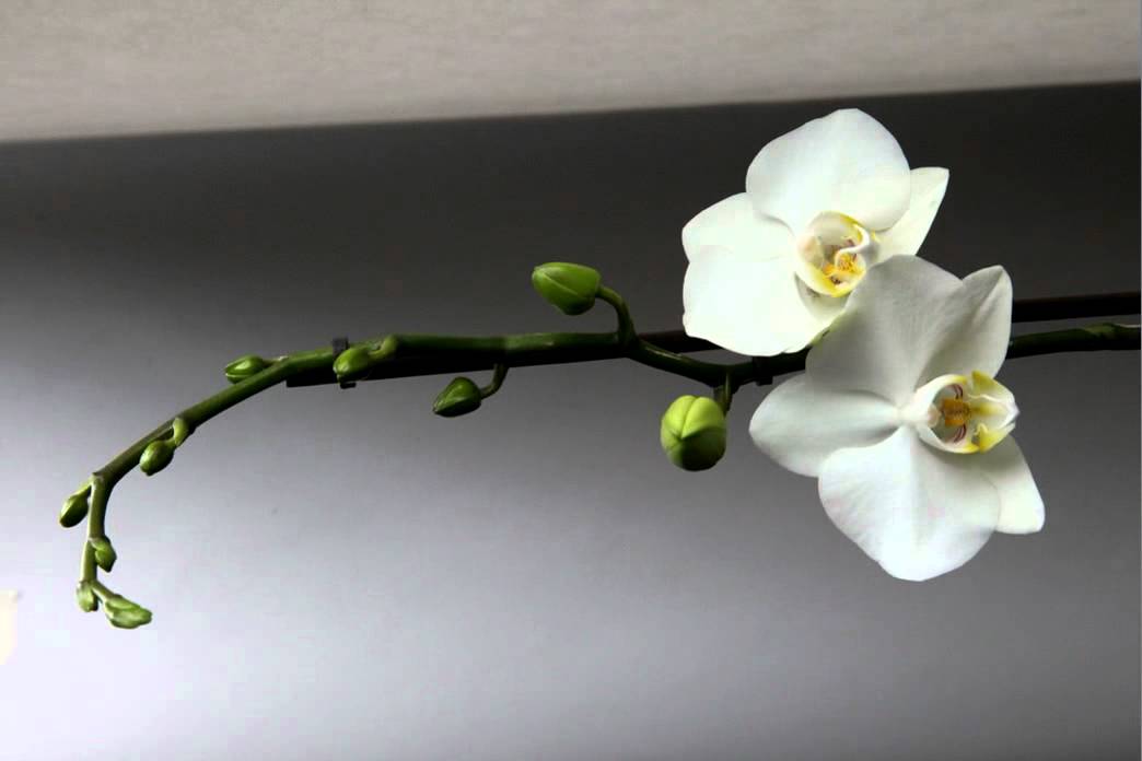 Orgidee in bloei 12fps.mov - YouTube