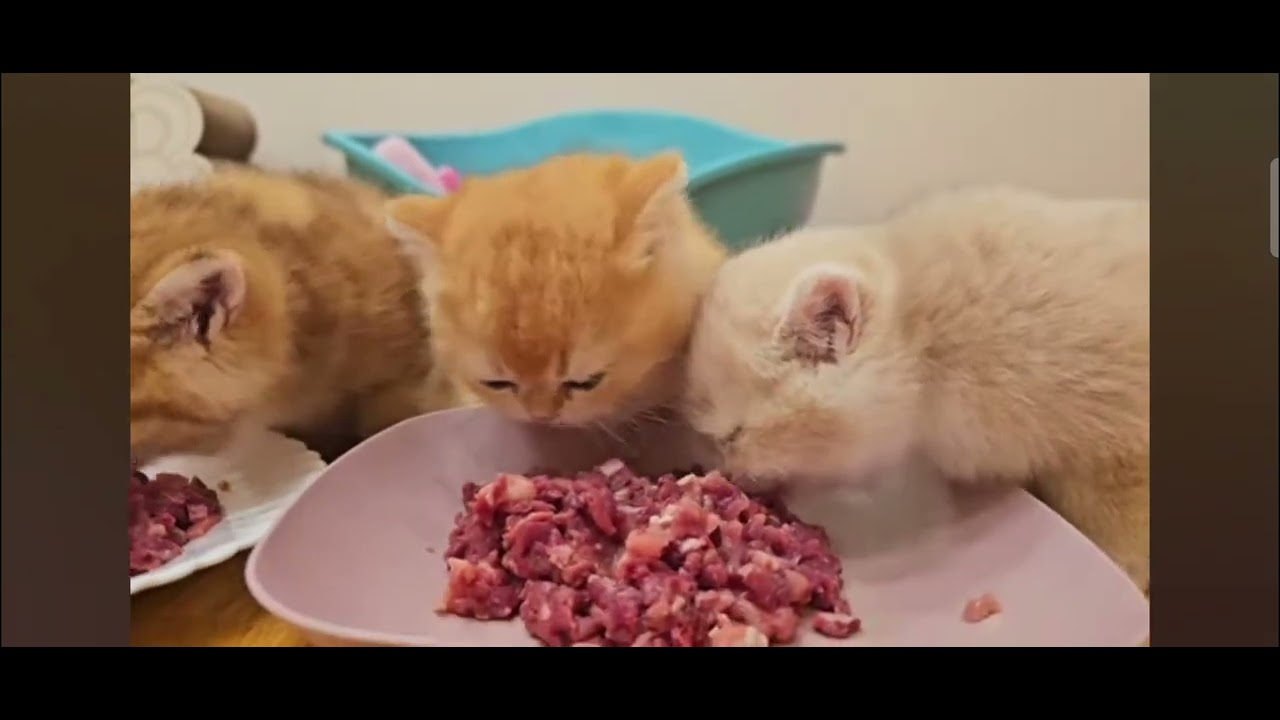 Kumpulan Video Kucing Imut Lucu | Tingkah kucing lucu penghilang penat ...