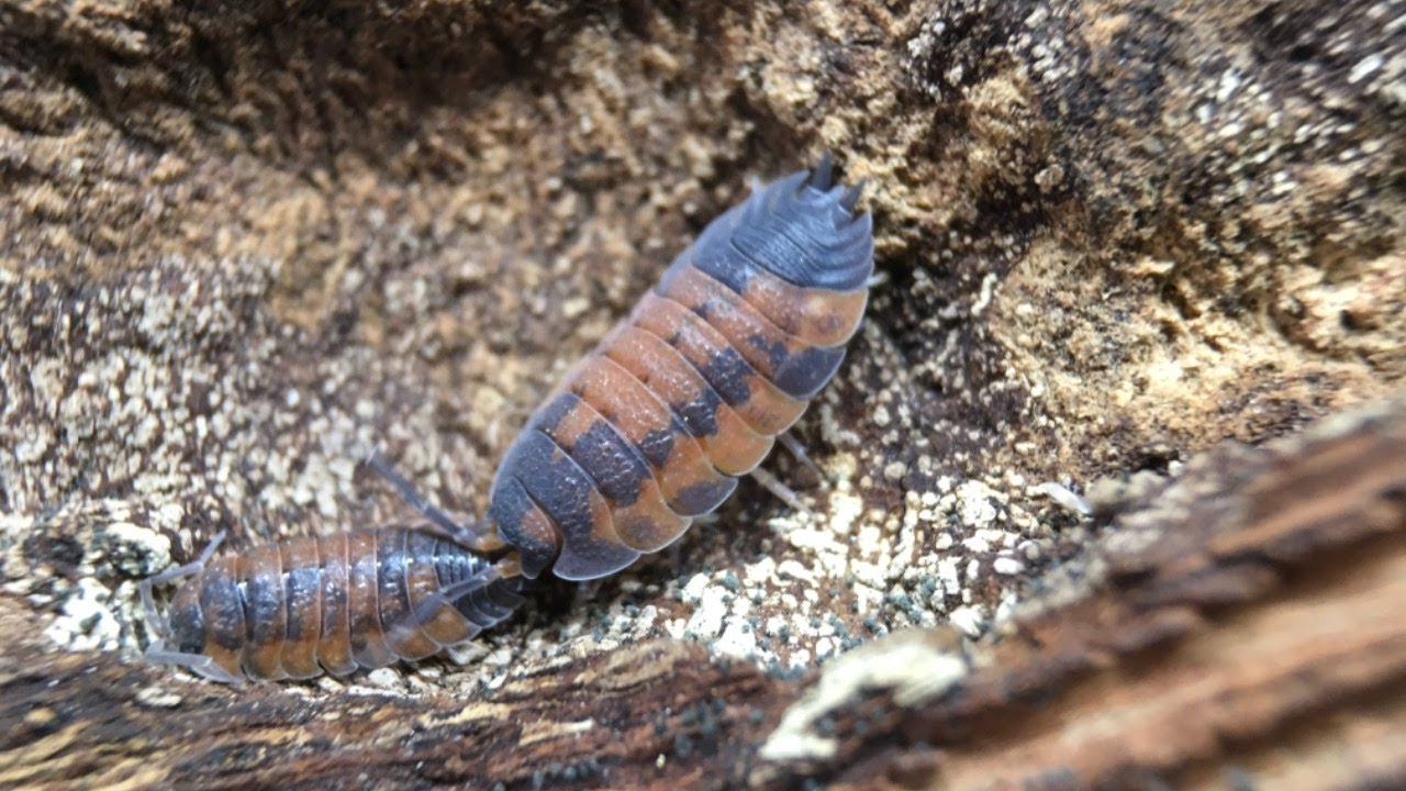 My Isopod Shop - YouTube