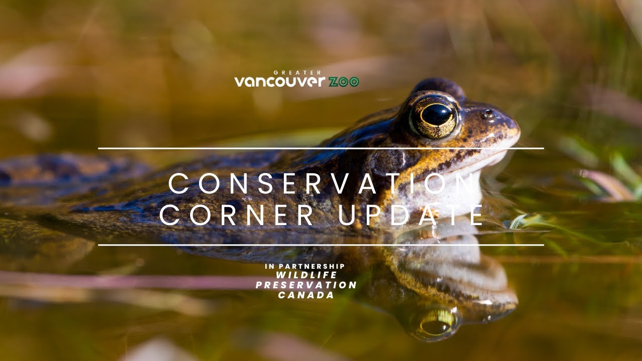 Conservation Corner - Episode 8 - YouTube