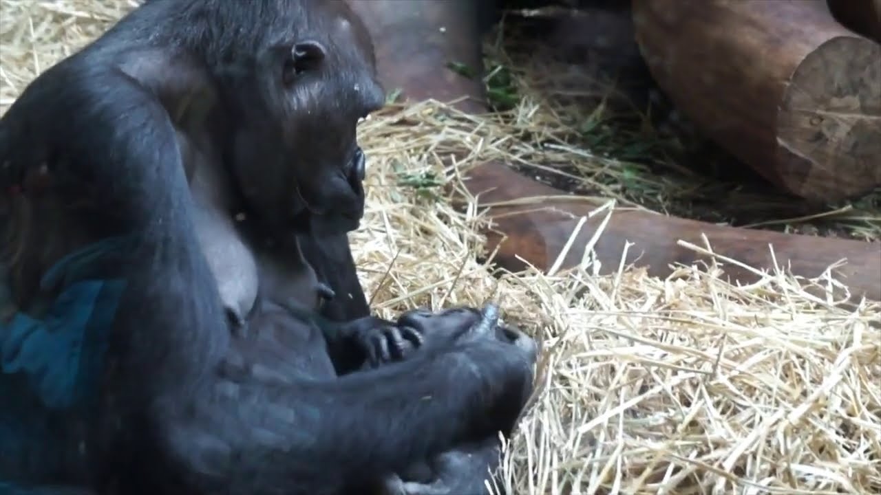 Monkey Mating With Dog