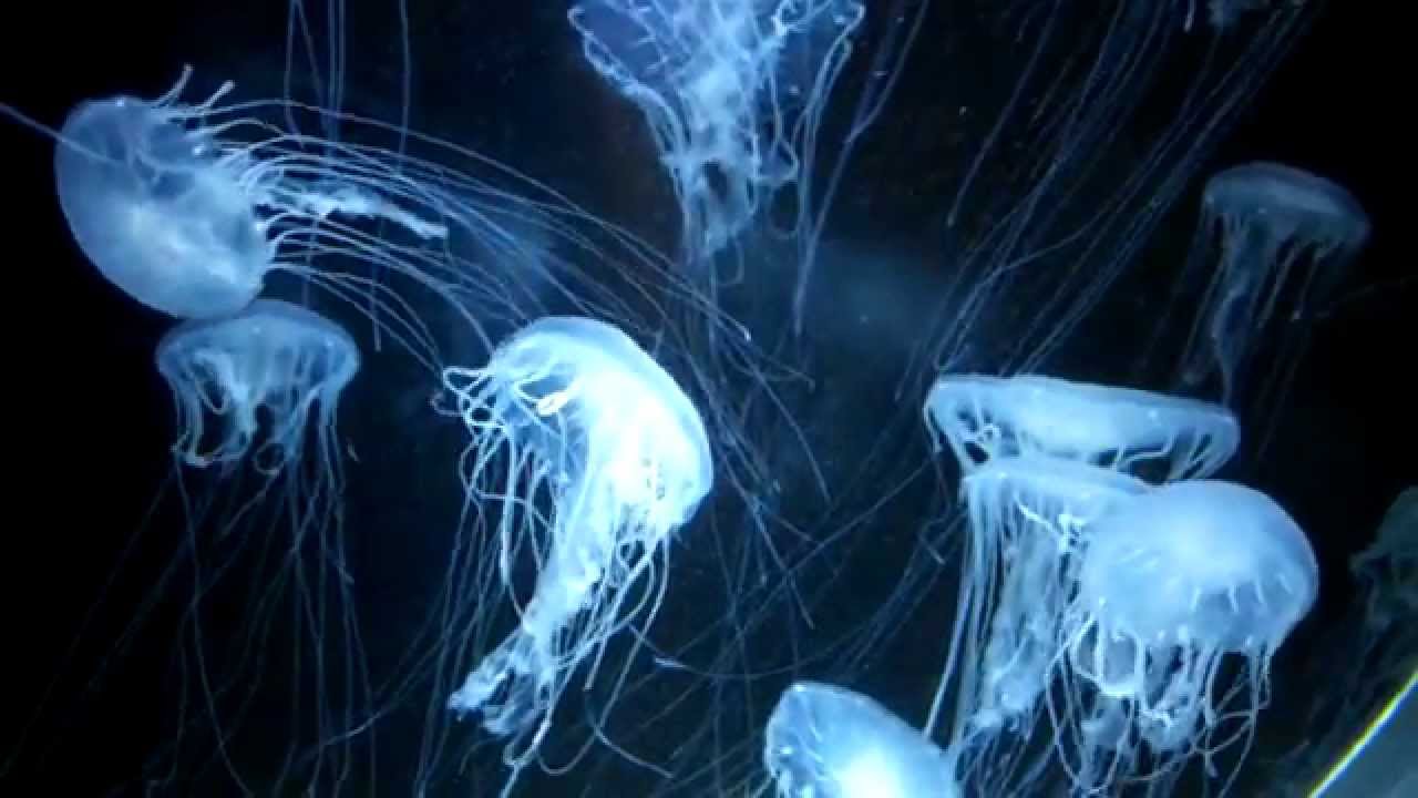 Meduse Aurelia aurita - YouTube
