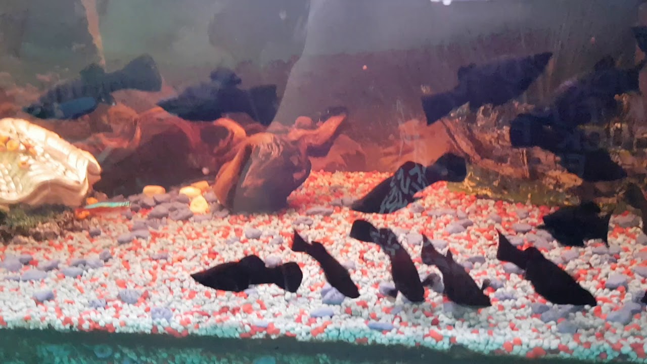 Male Molly Ribice - YouTube