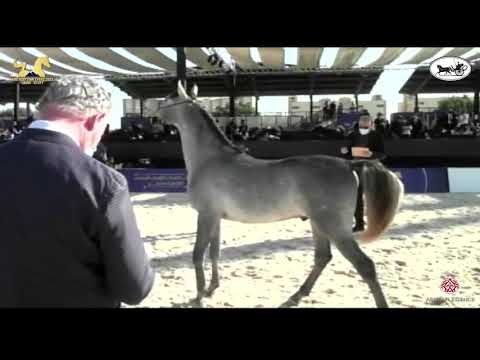 N 23 HAMAD AL TARZY   The Egyptian Event Cairo 2021   Yearling Colts Class 2