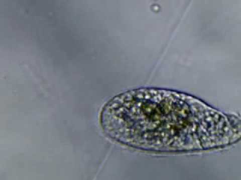 cilia under microscope - YouTube