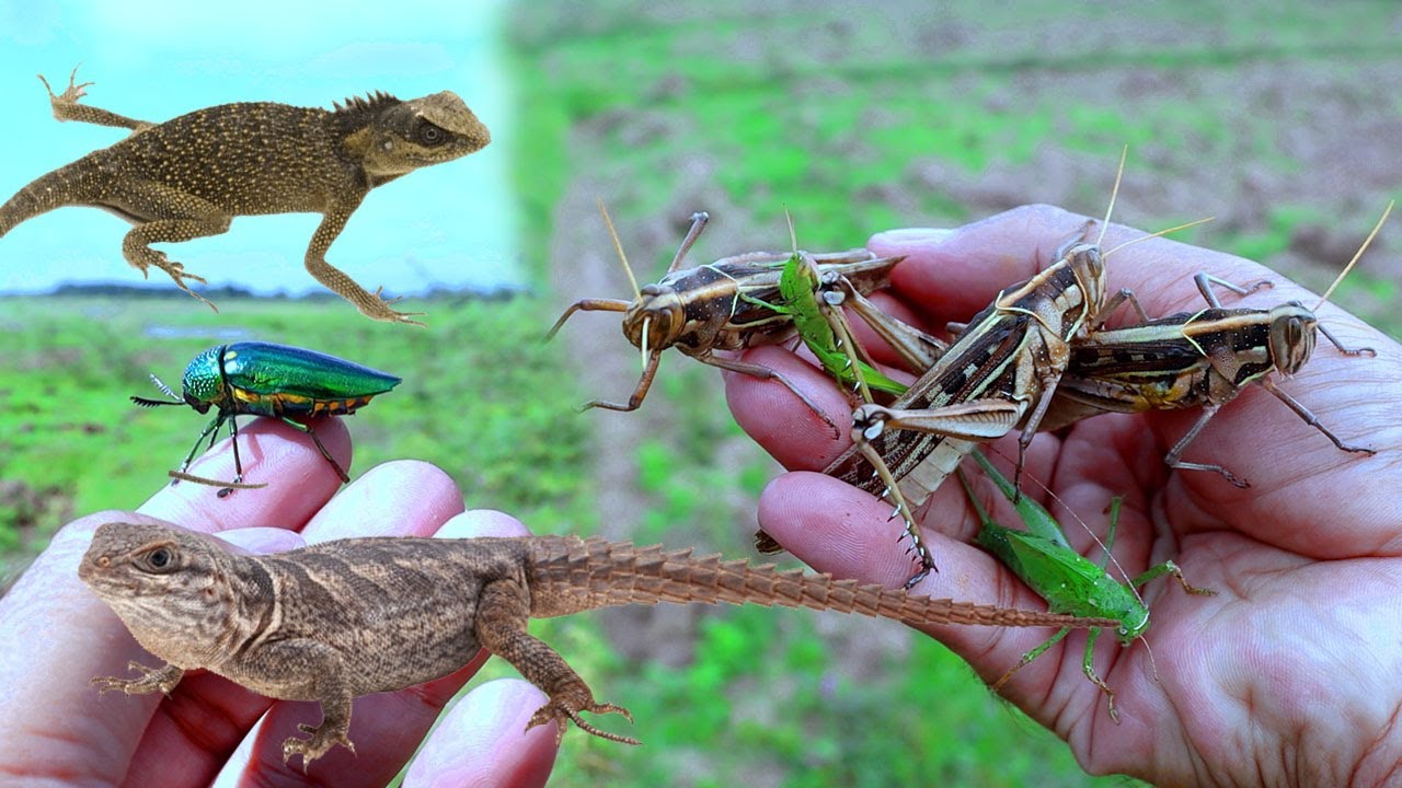 🦎🪲🦗small insects near riverbank catch and release, lizard, jewel beetle ...