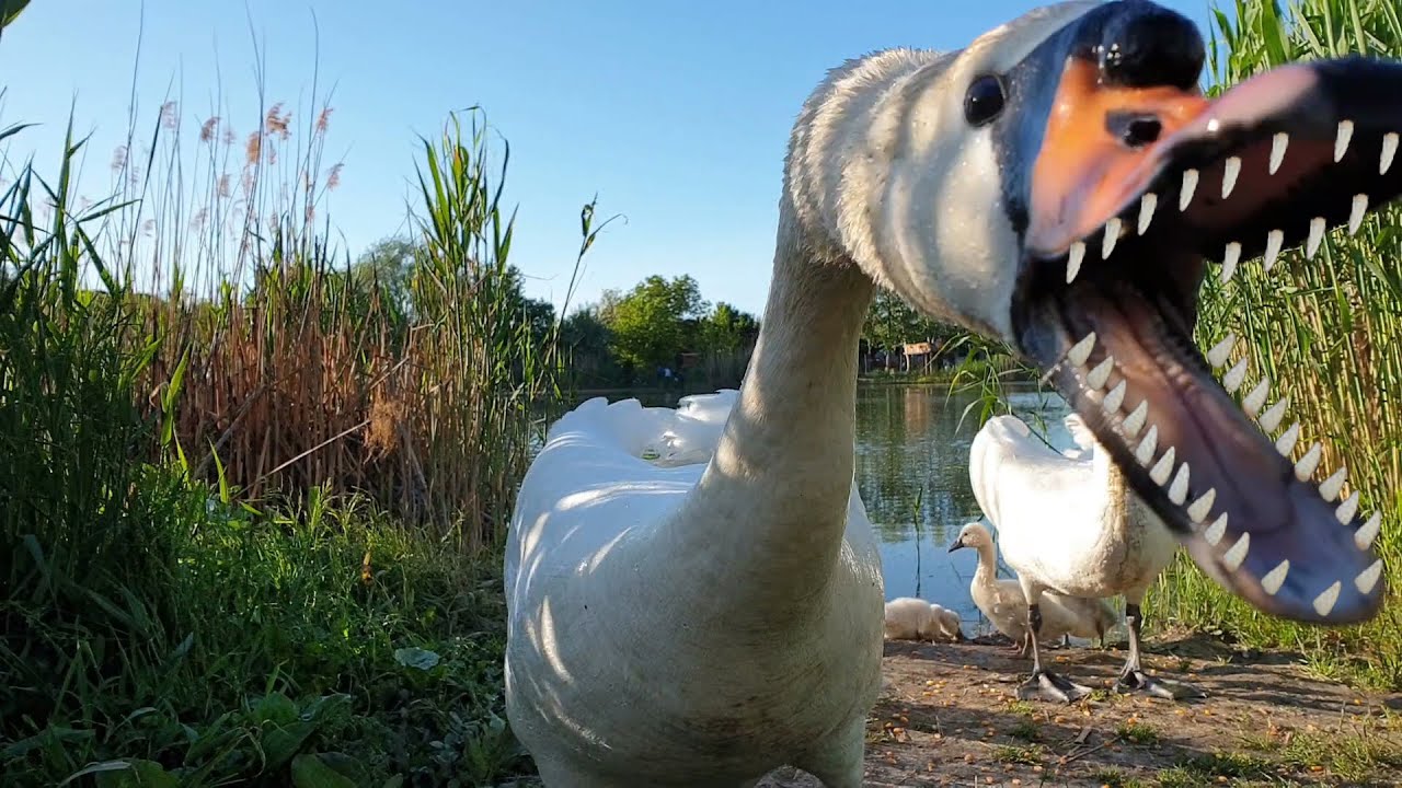 Swan teeth - Do swans have teeth? - YouTube