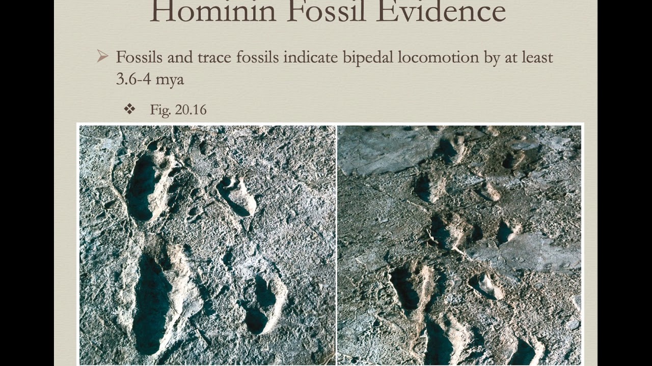 Evol 20 Human Origins - YouTube