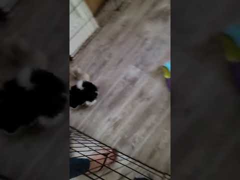 Meira & Pudge playing ball - YouTube