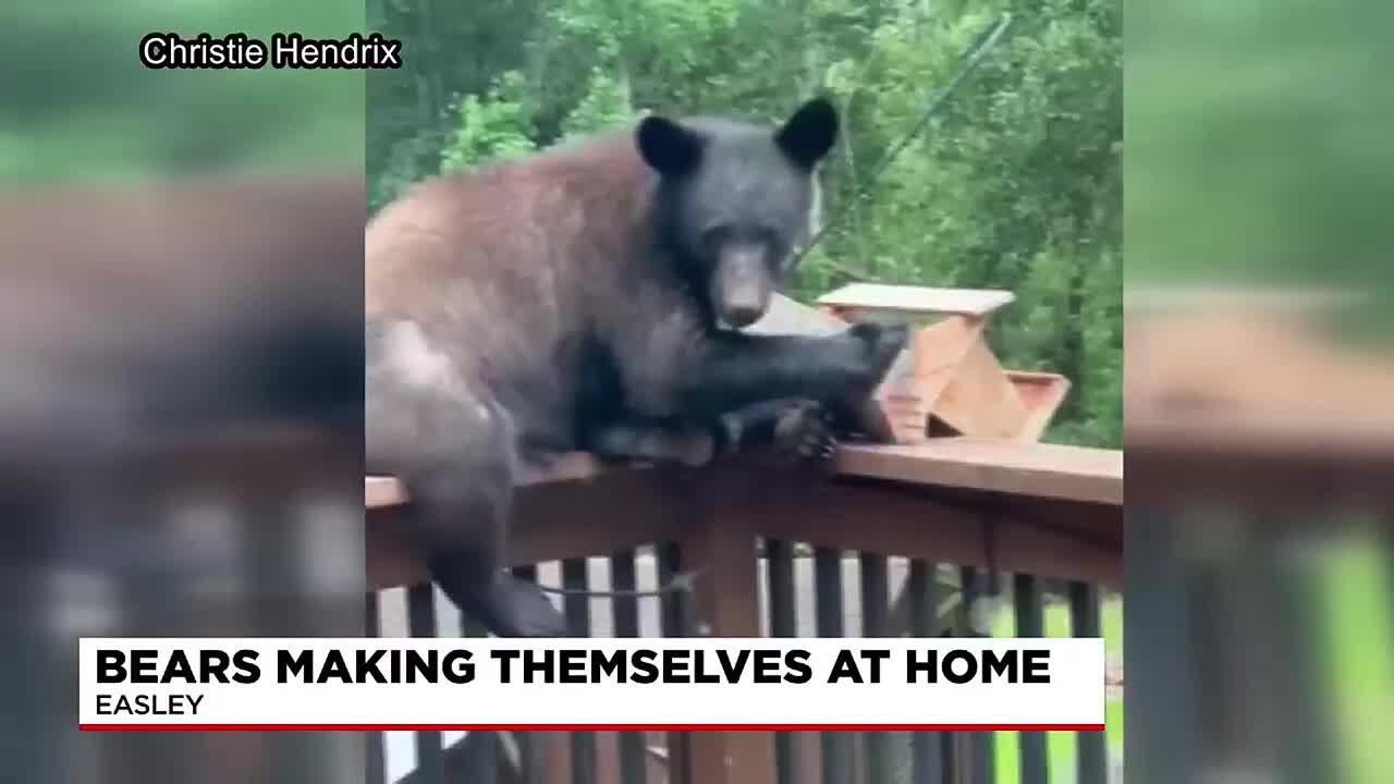 Bears make themselves at home in Easley - YouTube