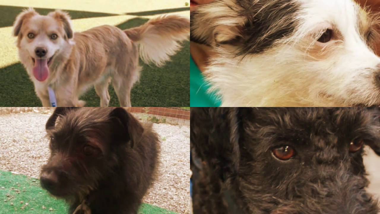 Animal Rescue Recon - YouTube