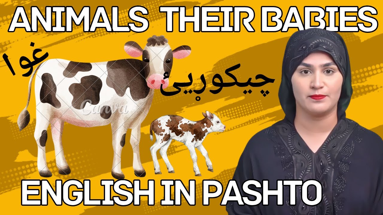 Learn animals and their Babies from English to Pashto ...