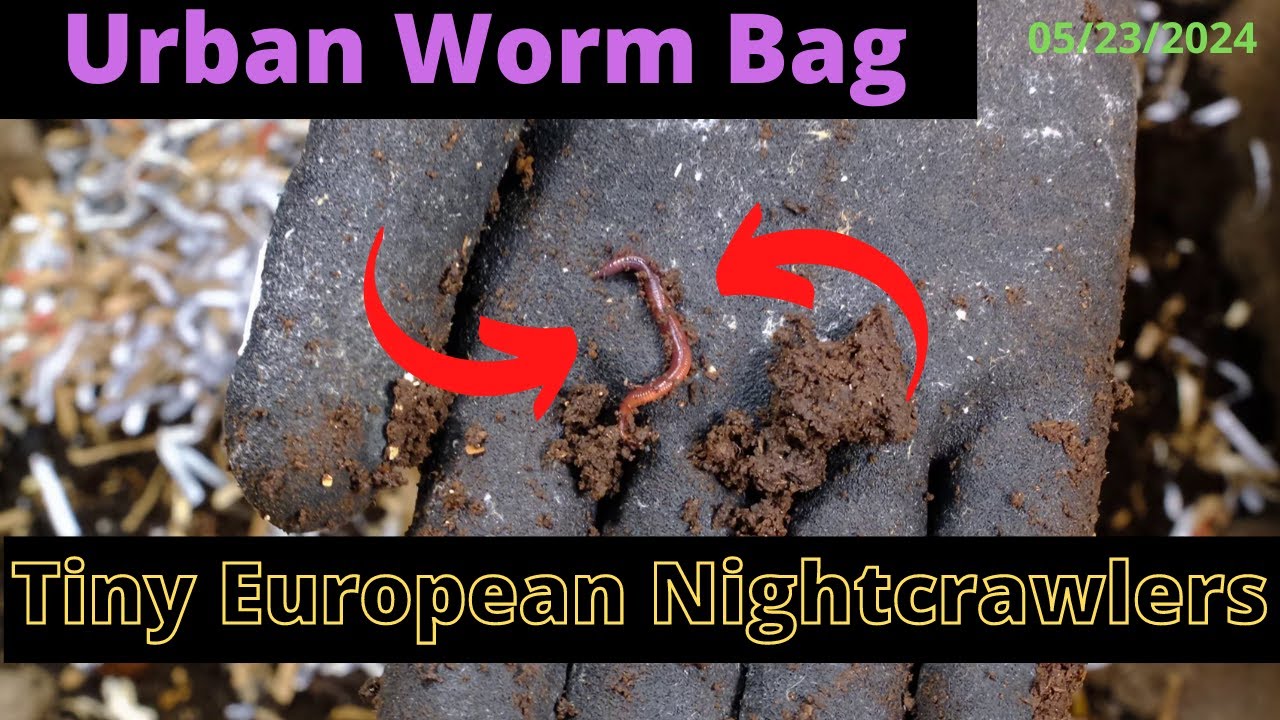 Urban Worm Bag V2 with ENCs - Tiny European Nightcrawlers 05/23/2024 ...