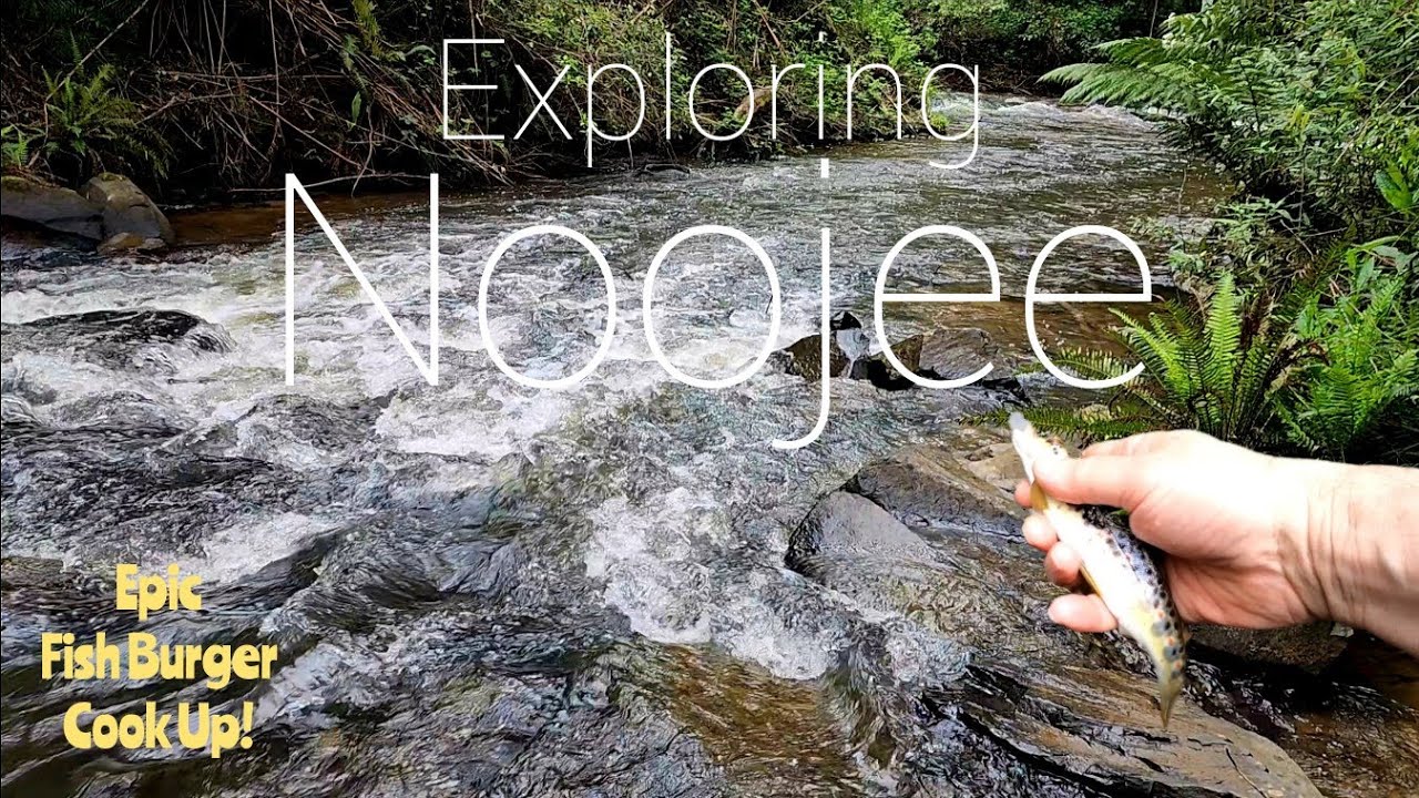 Exploring Streams of Noojee. In Search of Trout. Epic Fish Burger ...