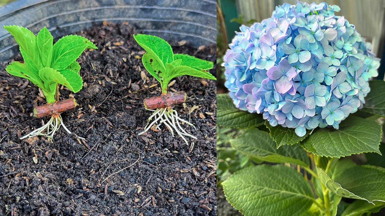 Quick Tips for Propagating Hydrangeas from Nodes to Encourage Fast ...