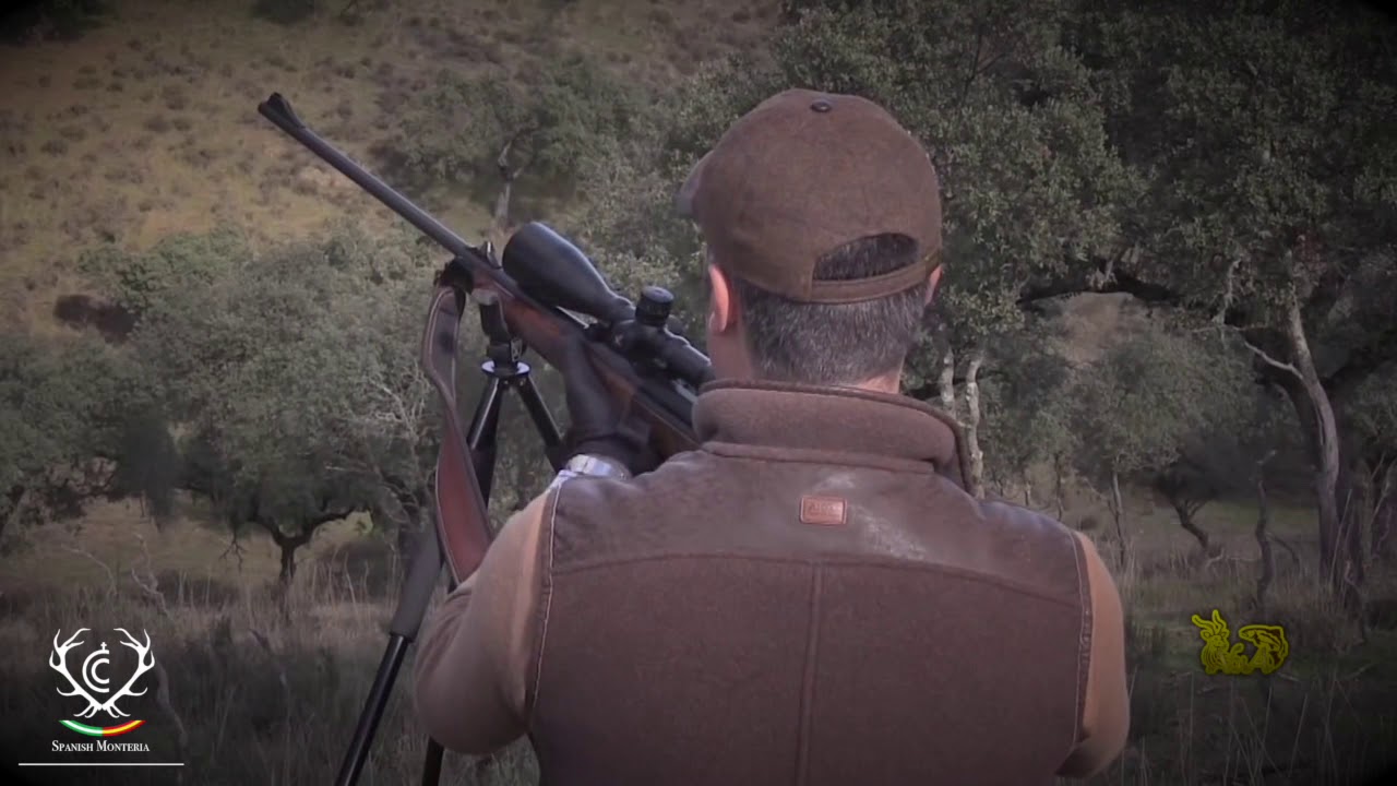 Spanish monteria with Cinegética Cordobesa - YouTube