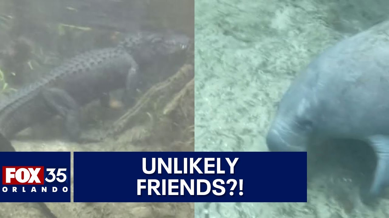 Alligator, manatee spotted coexisting peacefully in Florida spring ...