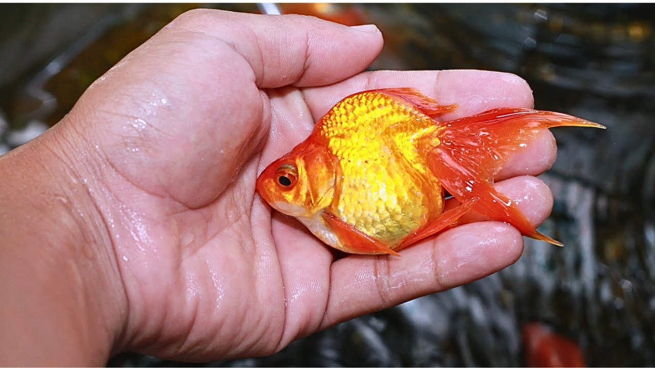 Very beautiful gold fish in aquarium care - YouTube