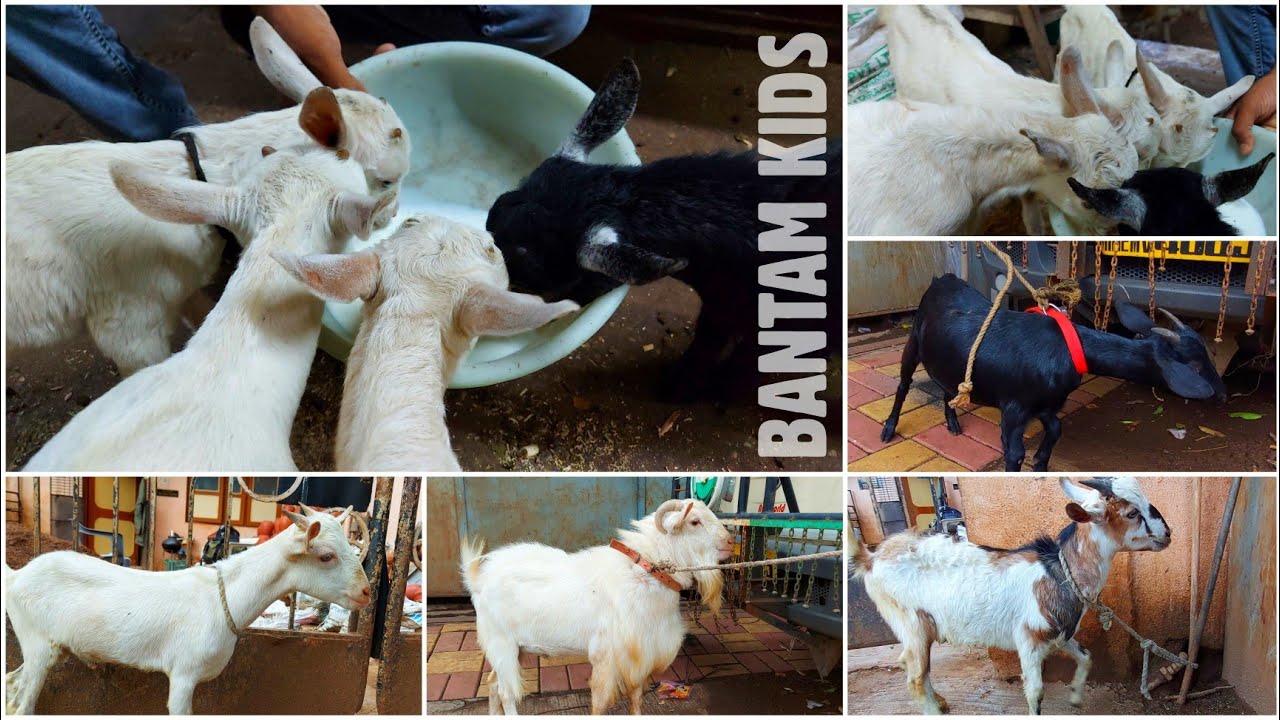 Bantam Goat Kids at AK Goats, Pune - YouTube