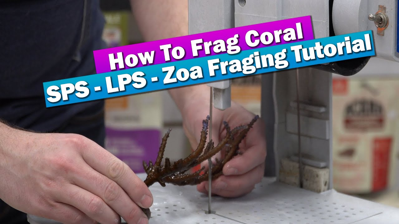 How To Frag Coral - SPS, LPS Zoas Fragging at the LFS - YouTube