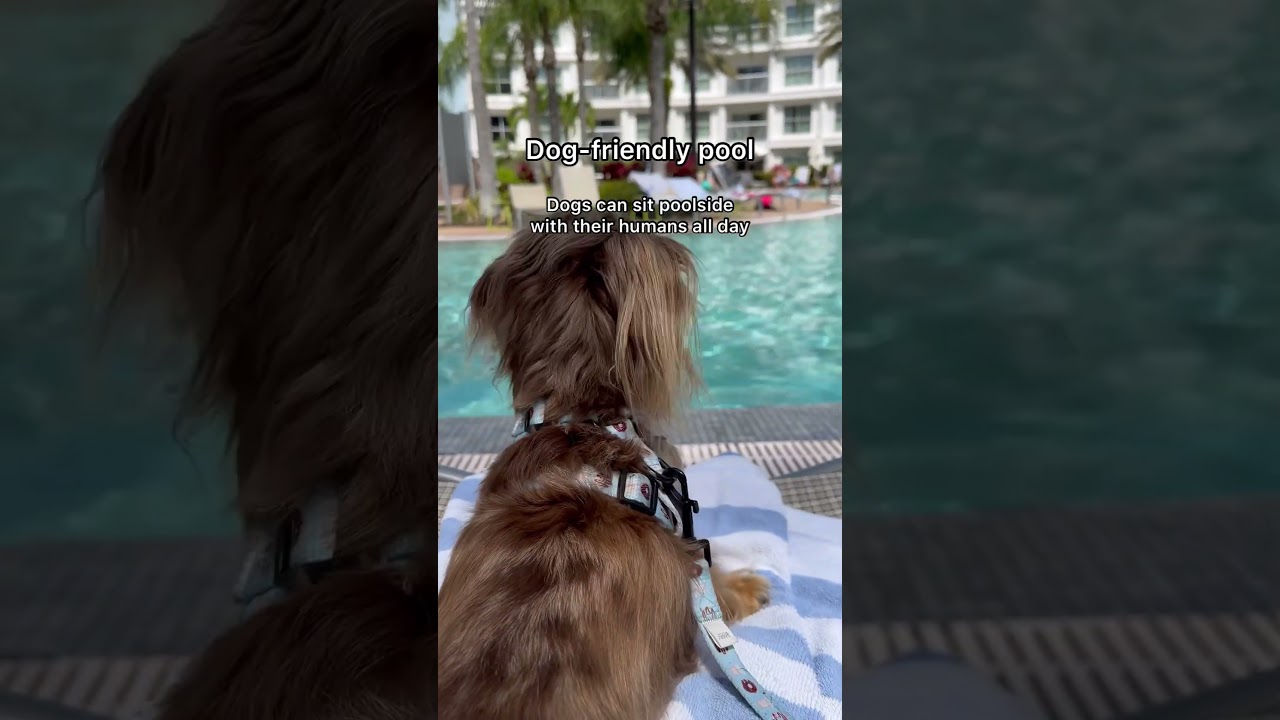 We love dog-friendly hotels! Where else should we visit? #travel #dogfriendly #travelvlog #florida