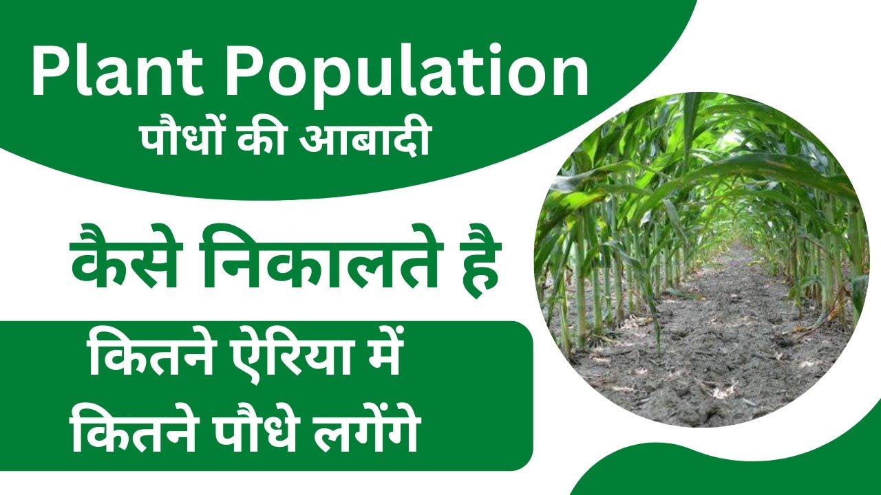 plant population kese nikalte hai | calculate the plant population ...