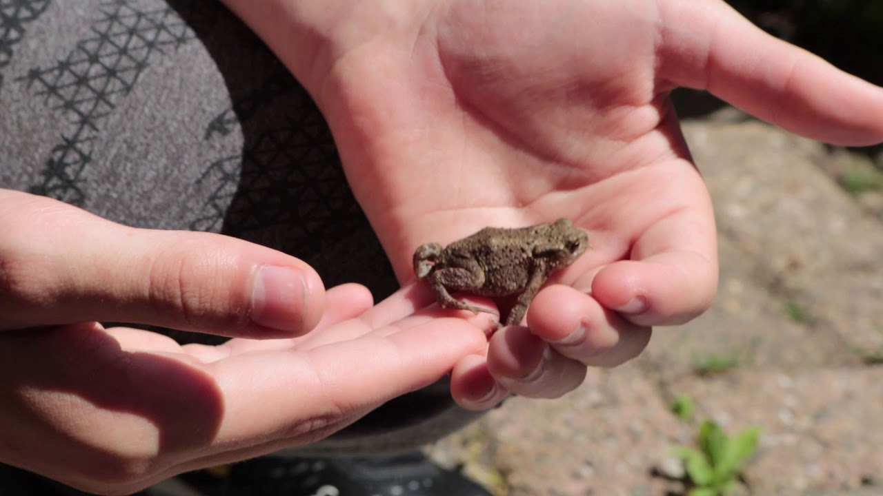 Dier Van De Dag | Gewone Pad | Ep. 1 - YouTube