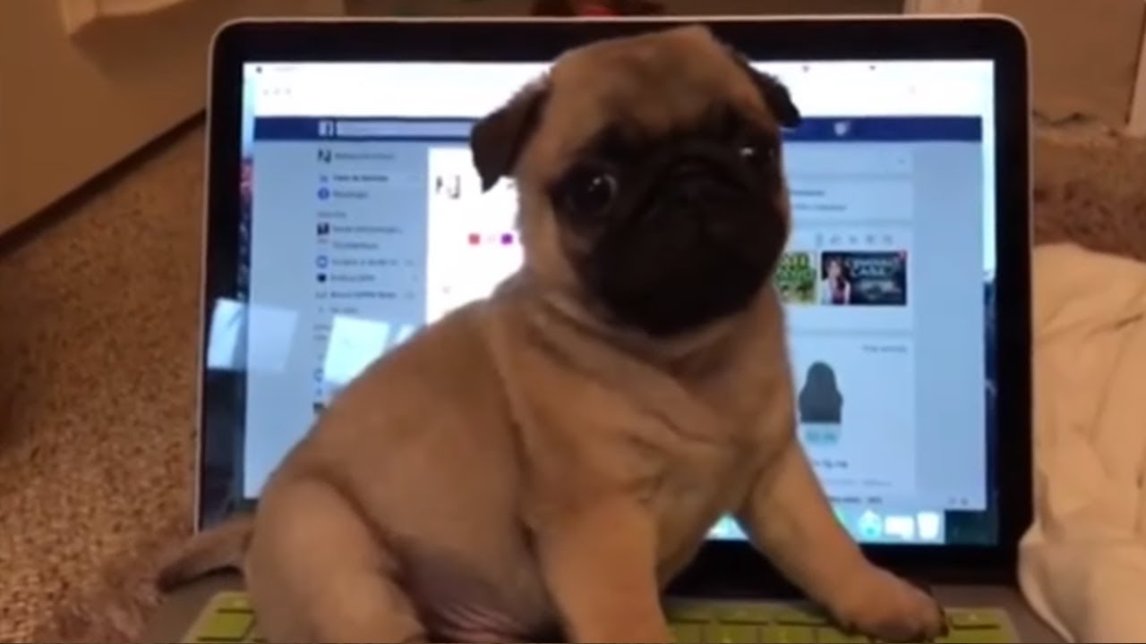 Adorable puppy decides laptop is the best sitting spot - YouTube
