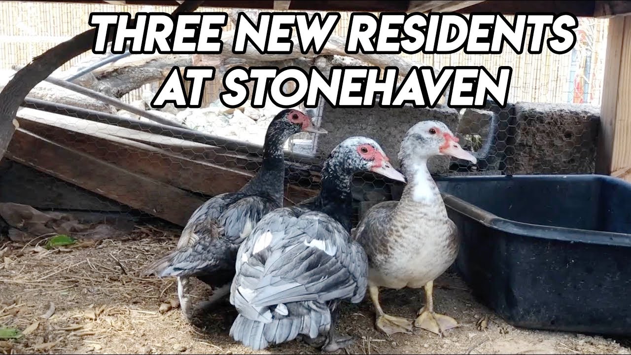 Quackless Ducks at Stonehaven - Ep214 - YouTube