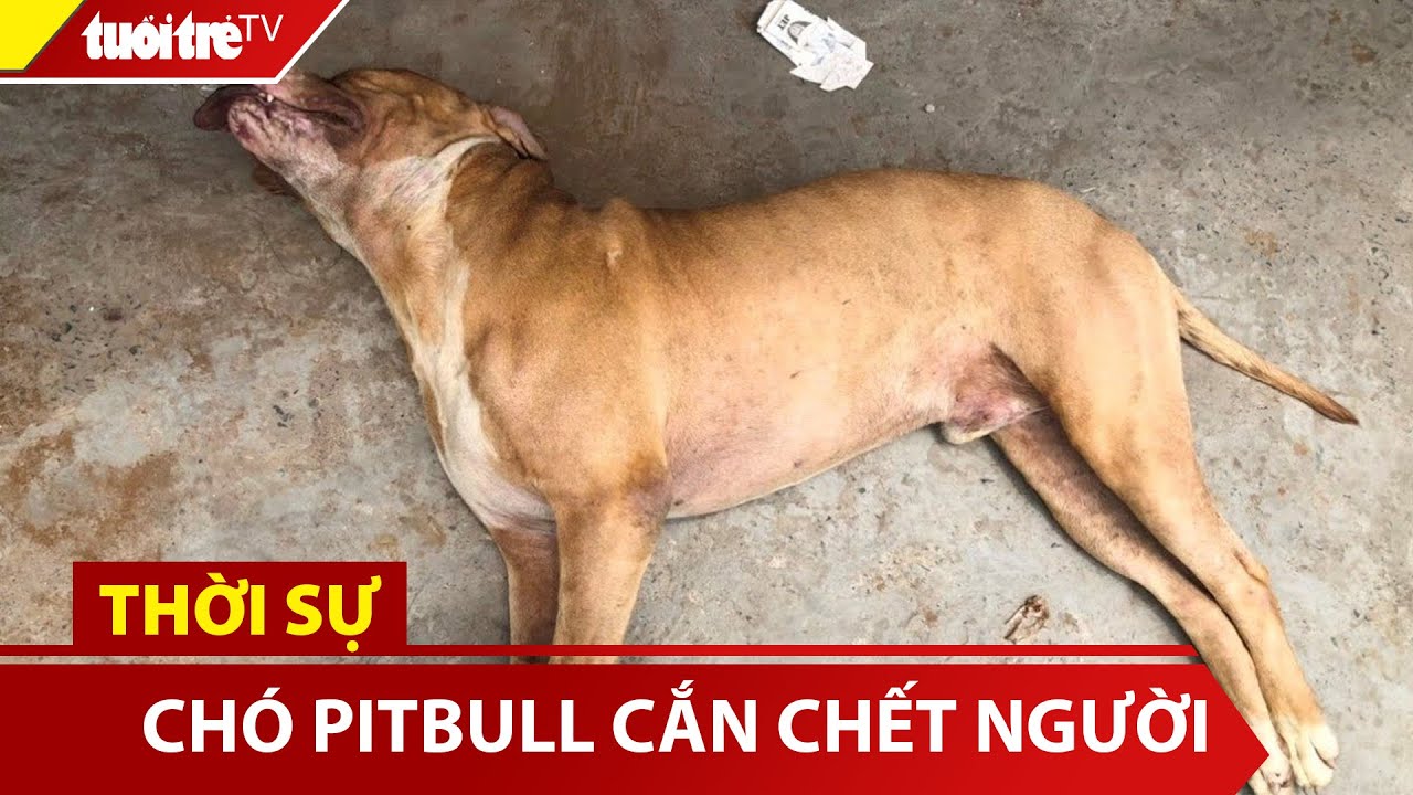 Video cận cảnh con chó pitbull nặng 52 ký cắn chết người rồi tấn công ...